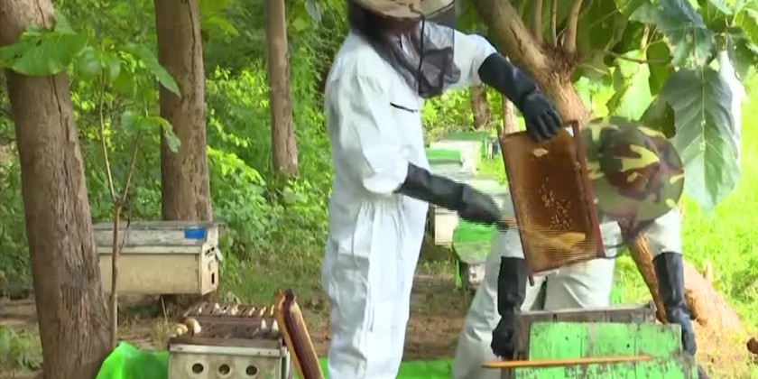 Beekeeping Business: Sharing Good Beekeeping Practices | Myanmar International TV